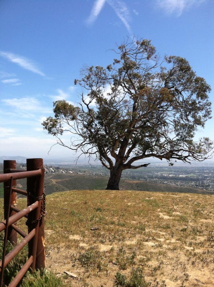 The Remarkable Tale of Two Trees – Aries Moon Adventures