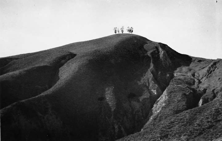 The Remarkable Tale of Two Trees – Aries Moon Adventures